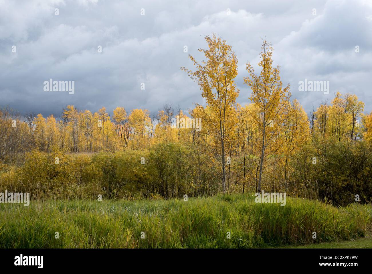 autumn in famous Elk Island National Park in Alberta in Canada Stock ...