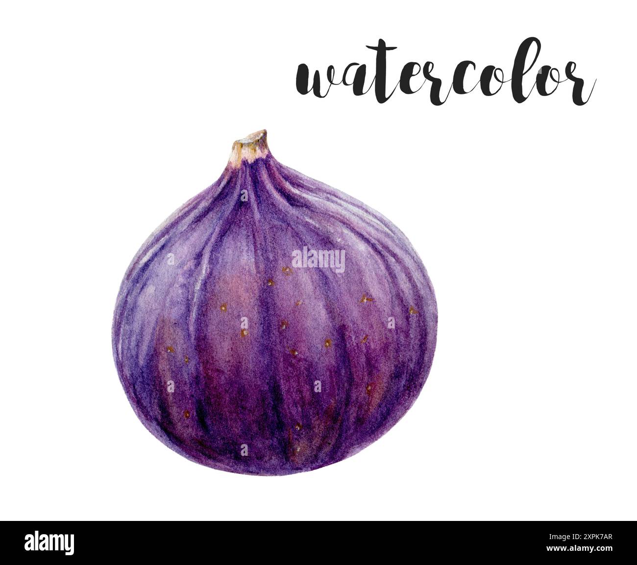 Watercolor Illustration of Fig perfect for art, design, and botanical ...