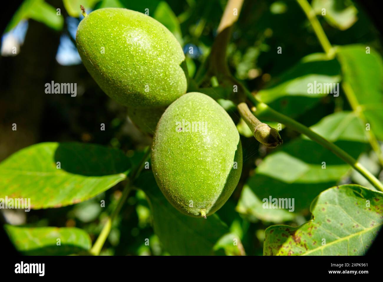 Two green walnut fruits hang from the branches of a Juglans regia tree ...