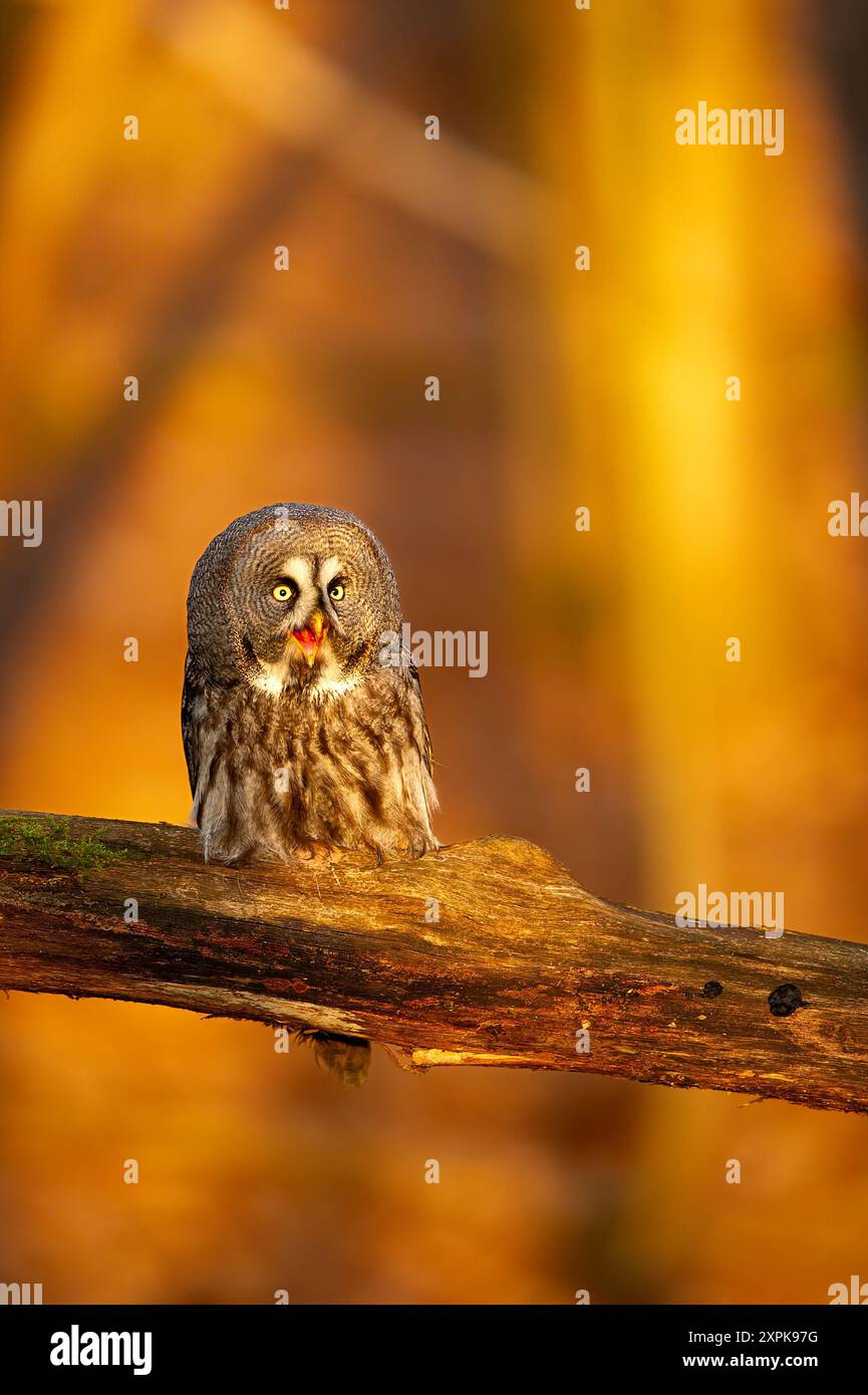 Curious great grey owl hi-res stock photography and images - Alamy