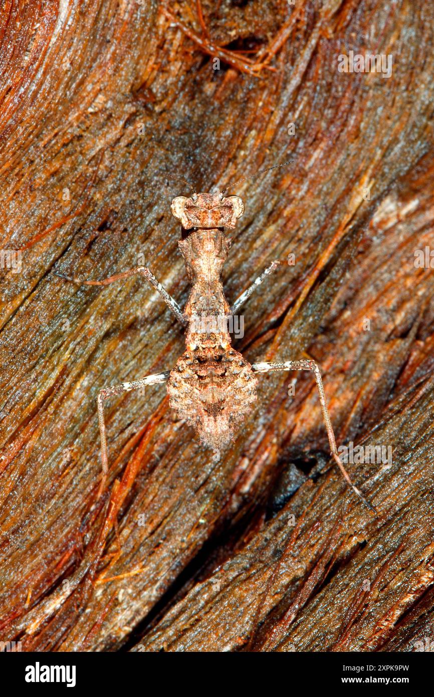Southern Boxer Bark Mantis, Paraoxypilus tasmaniensis. Coffs Harbour ...