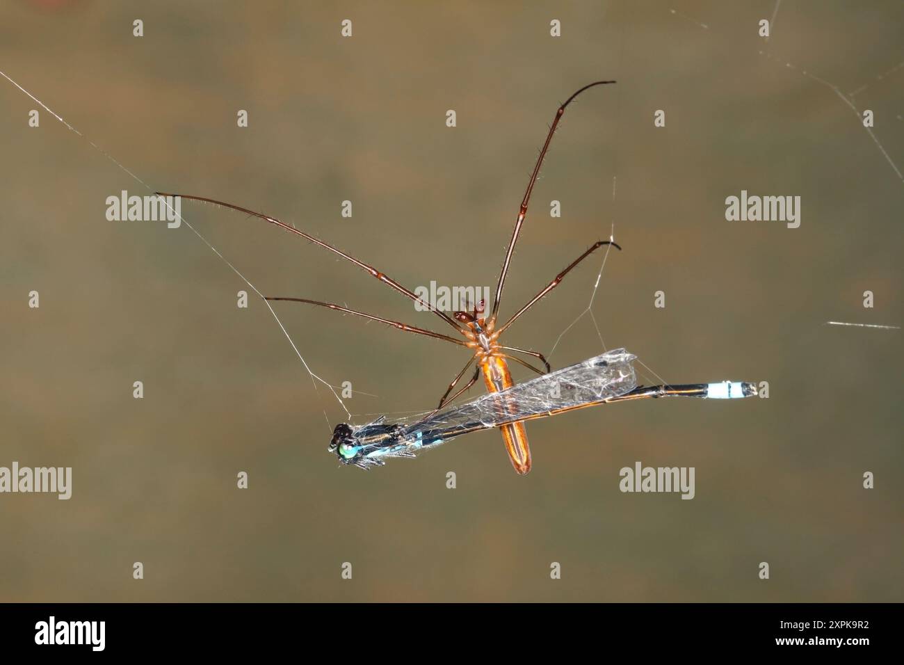 Brown Long-jawed Spider,Tetragnatha nitens. Also known as Long-jawed ...