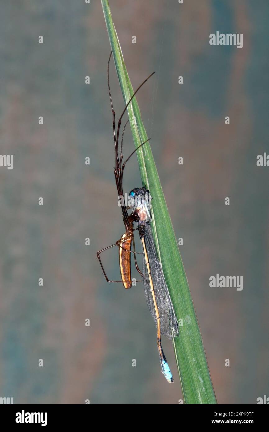 Brown Long-jawed Spider,Tetragnatha nitens. Also known as Long-jawed ...