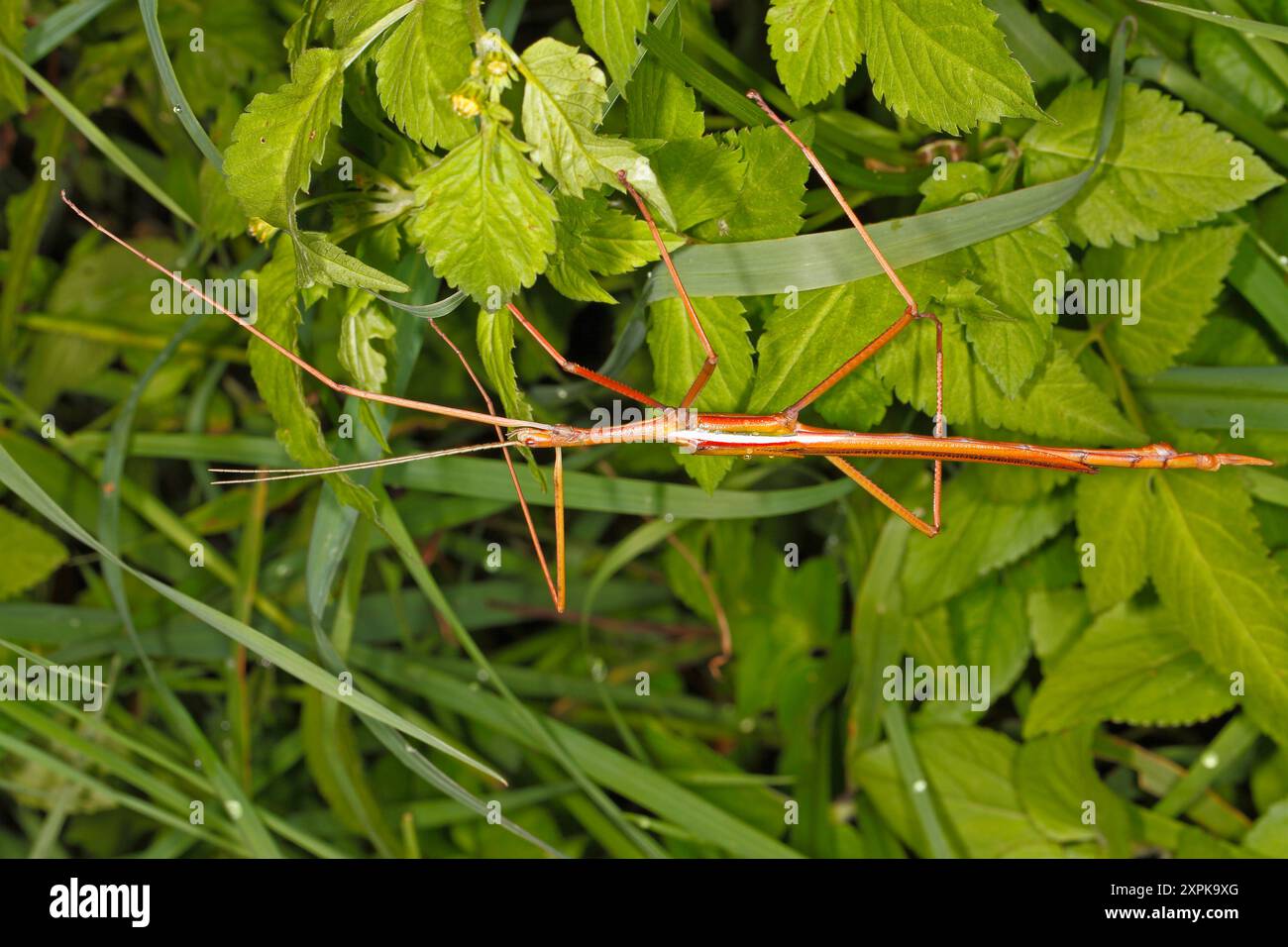 Children’s Stick Insect, Tropidoderus childrenii, male. Males of this ...