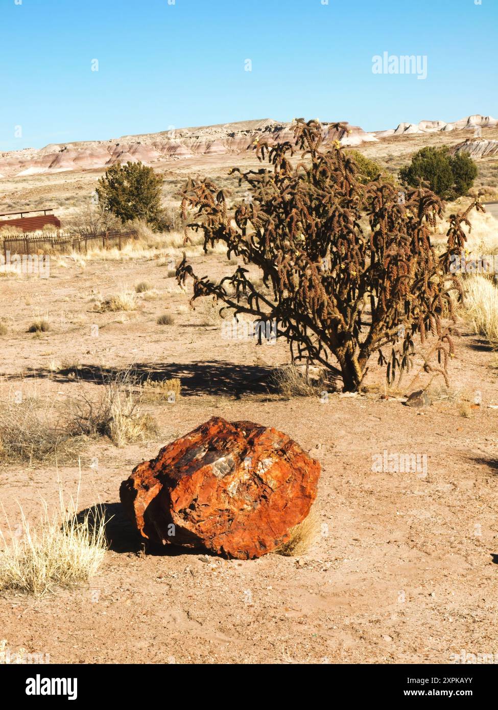 Petrified wood cactus tree hi-res stock photography and images - Alamy