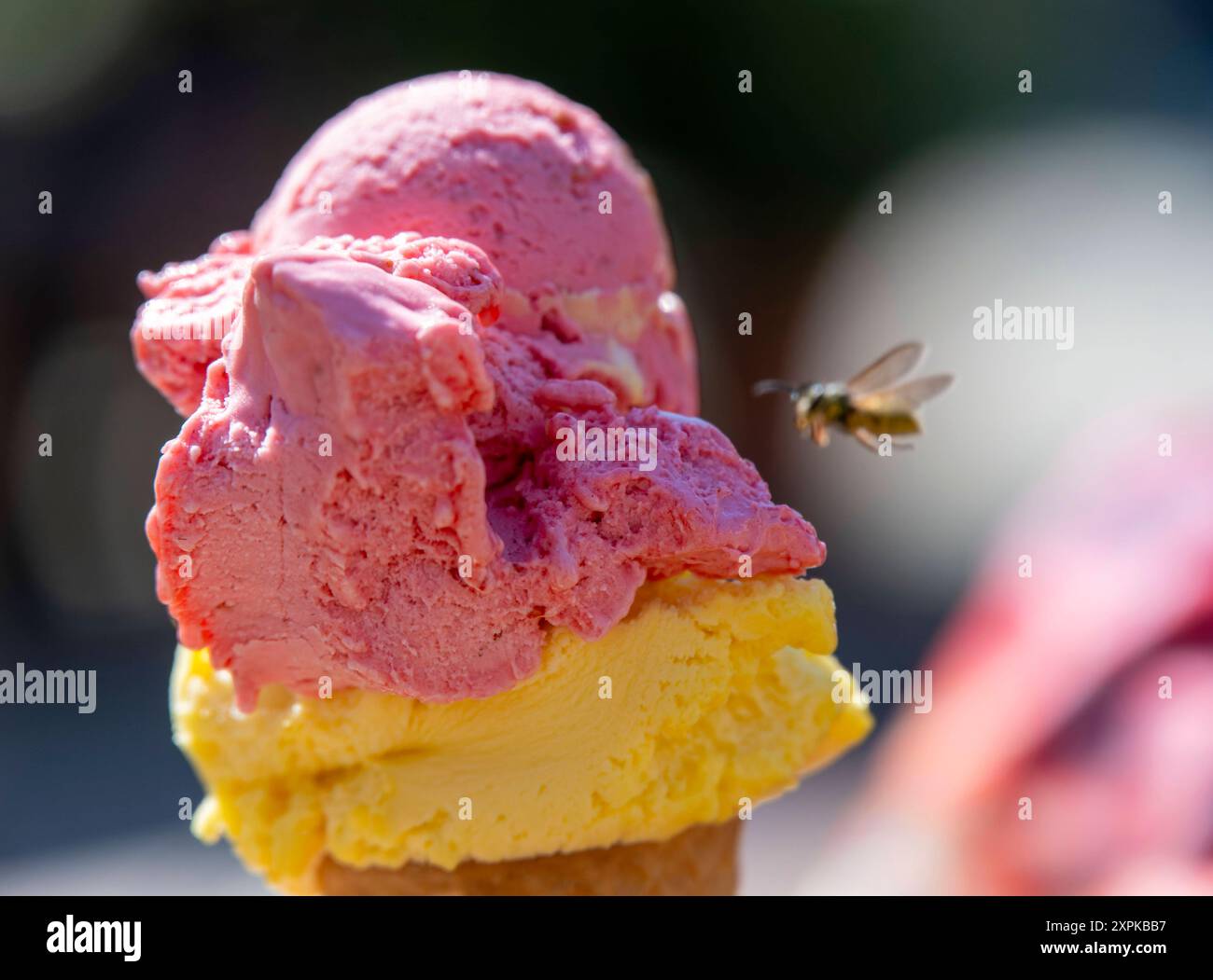 07.08.2024, Eistüte mit Mango- und Himbeer-Eis aus einer Bad ...