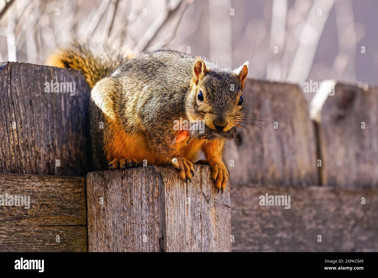 A Squirrel with its mouth full of nesting material, briefly pauses on a ...