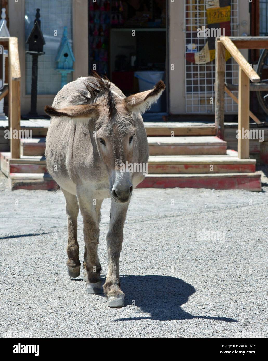 A pregnant wild donkey roams the streets in Oatman Arizona on a hot ...