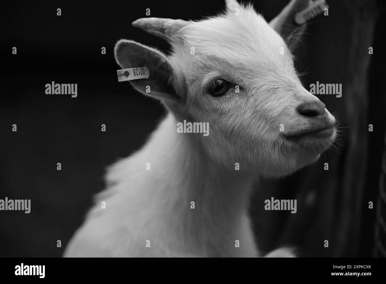 Goat in Hembygdsparken, Ängelholm, Sweden Stock Photo - Alamy
