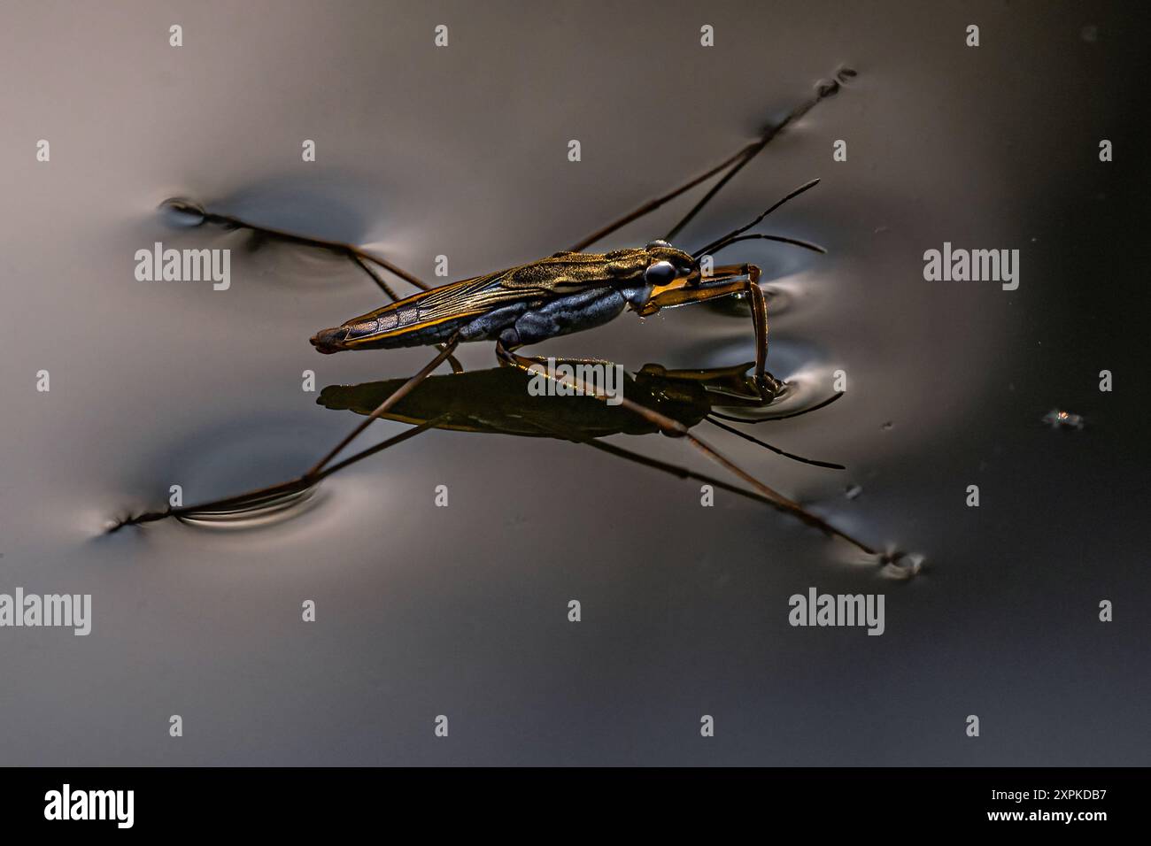 Common Water Strider Using Surface Tension to Walk on Water Stock Photo ...
