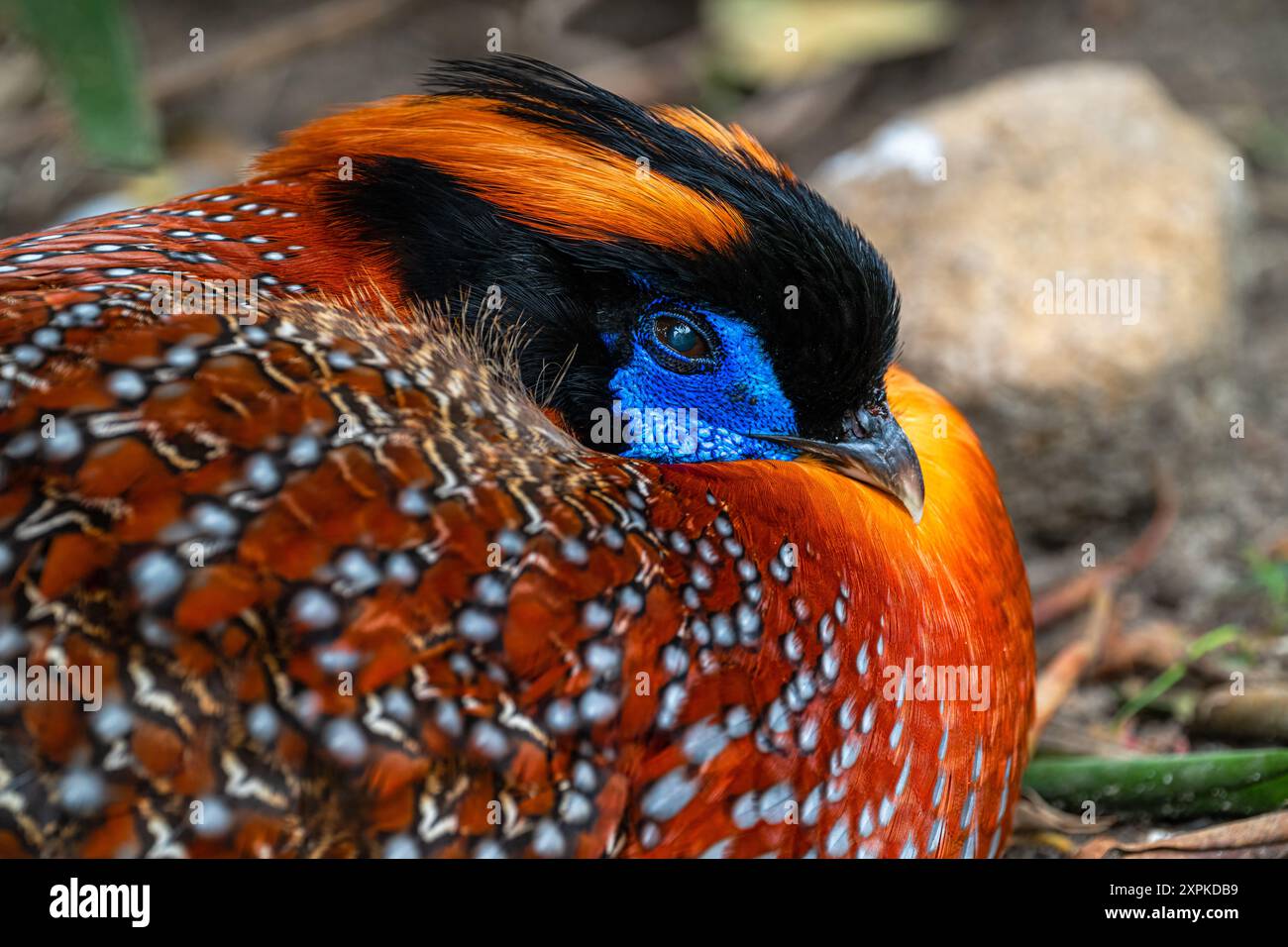 Portrait of Temminck’s Tragopan (Tragopan temminckii Stock Photo - Alamy