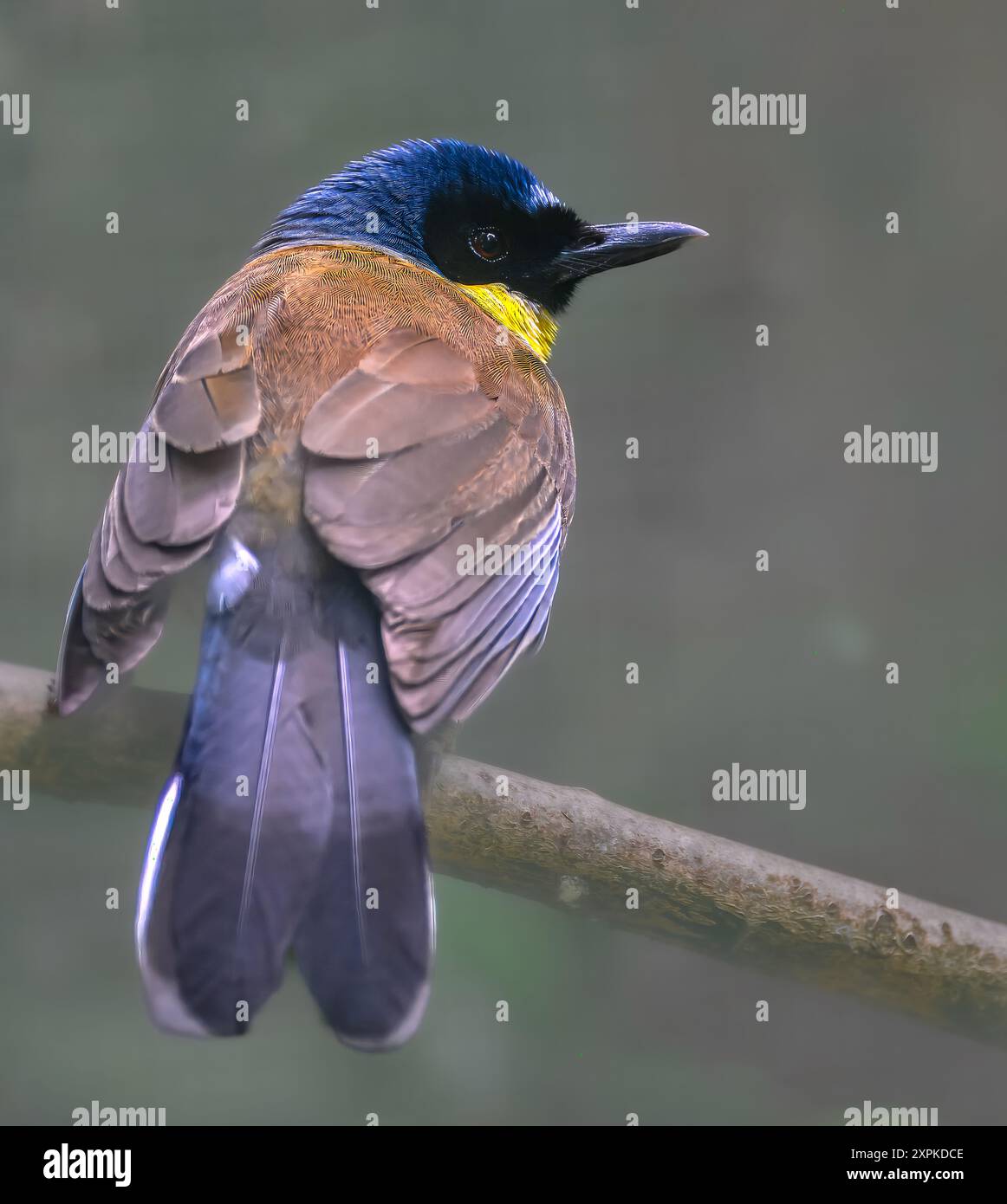 Blue-crowned Laughingthrush (Garrulax courtoisi Stock Photo - Alamy