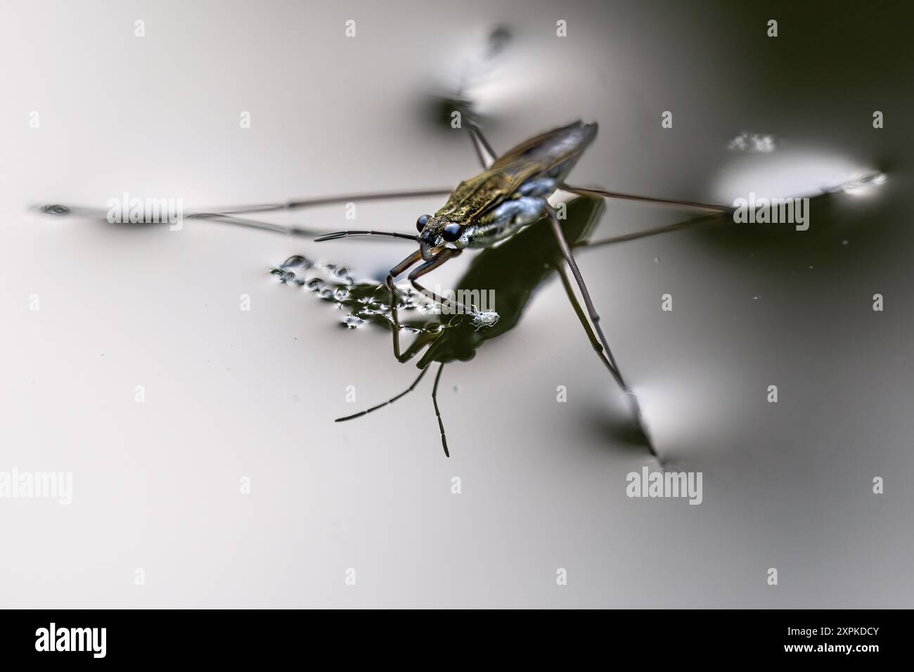 Common Water Strider Using Surface Tension to Walk on Water Stock Photo ...