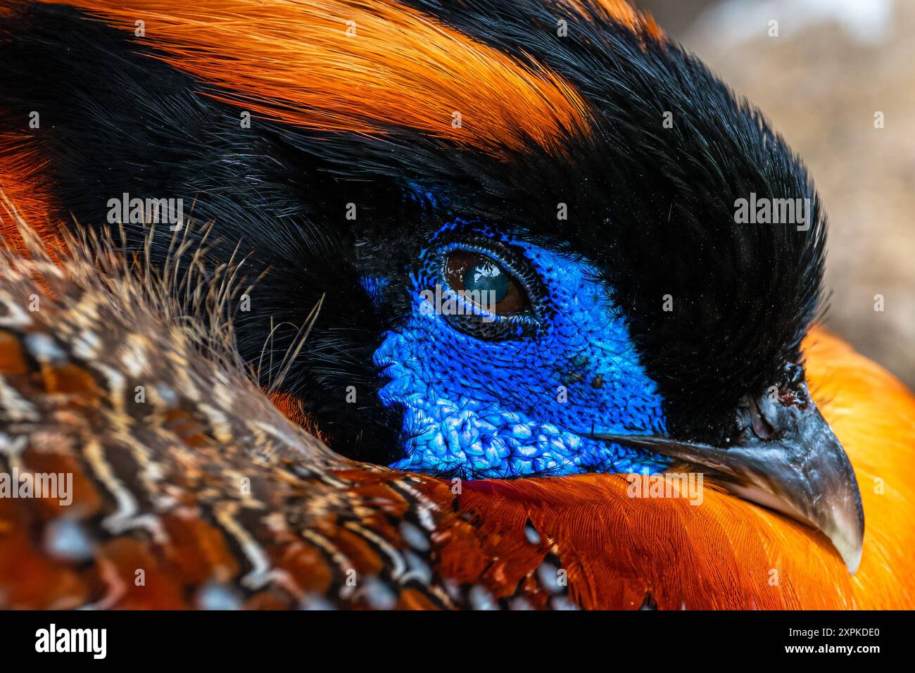 Portrait of Temminck’s Tragopan (Tragopan temminckii Stock Photo - Alamy