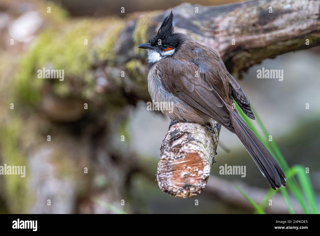 Perching Red-Whiskered Bulbul (Pycnonotus jocosus Stock Photo - Alamy