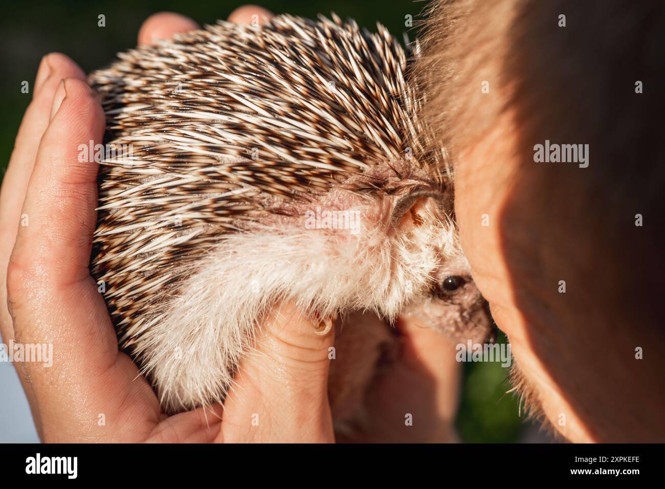 African pygmy hedgehog in male hands.hedgehog muzzle.prickly pet.Communication with pets Stock ...