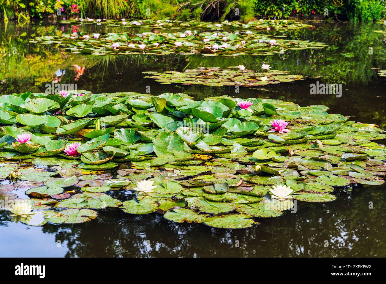 The water lily pond portrayed by the French Impressionist painter ...