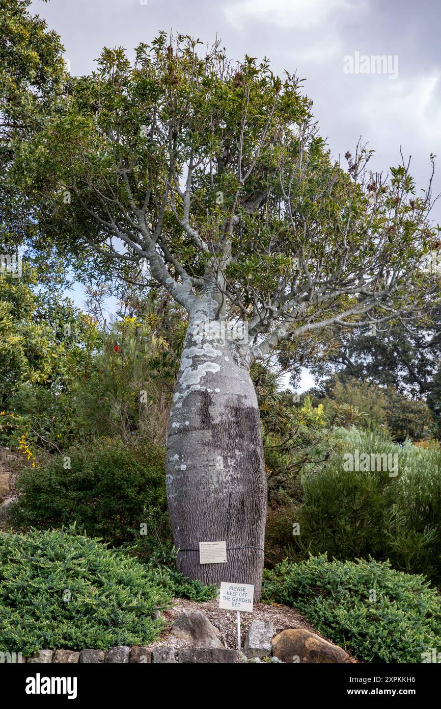 Sydney botanic garden in hi-res stock photography and images - Alamy