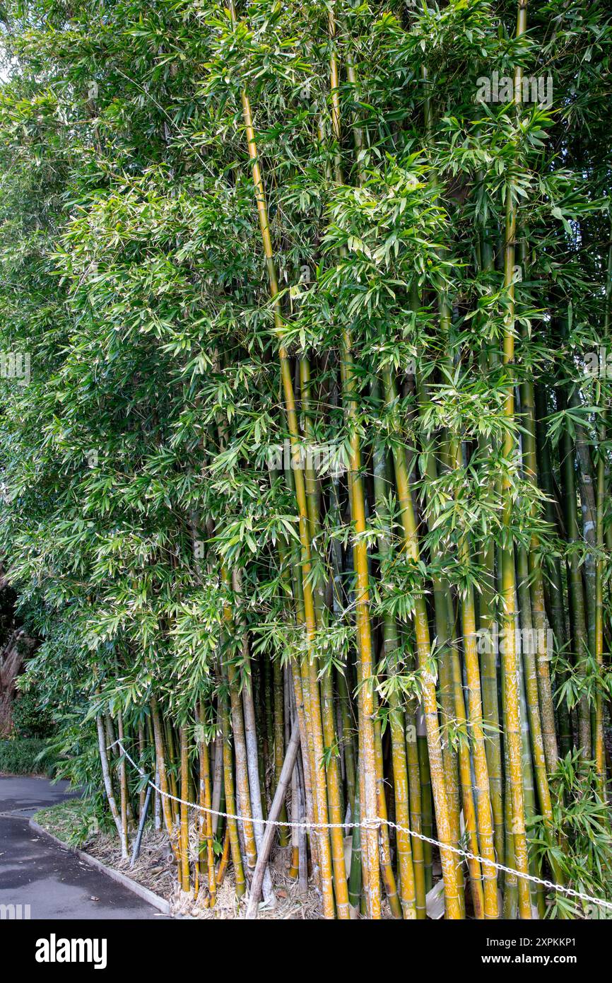 Royal Botanic Garden in Sydney city centre featuring a range of exotic ...