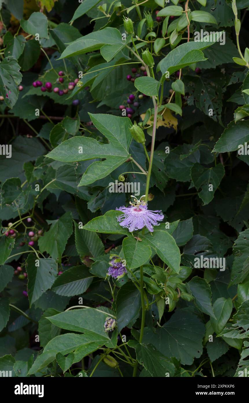 Wild passionflower hi-res stock photography and images - Alamy