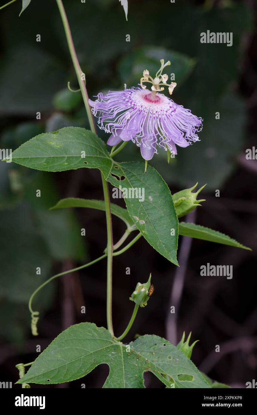 Passionflower bloom hi-res stock photography and images - Alamy
