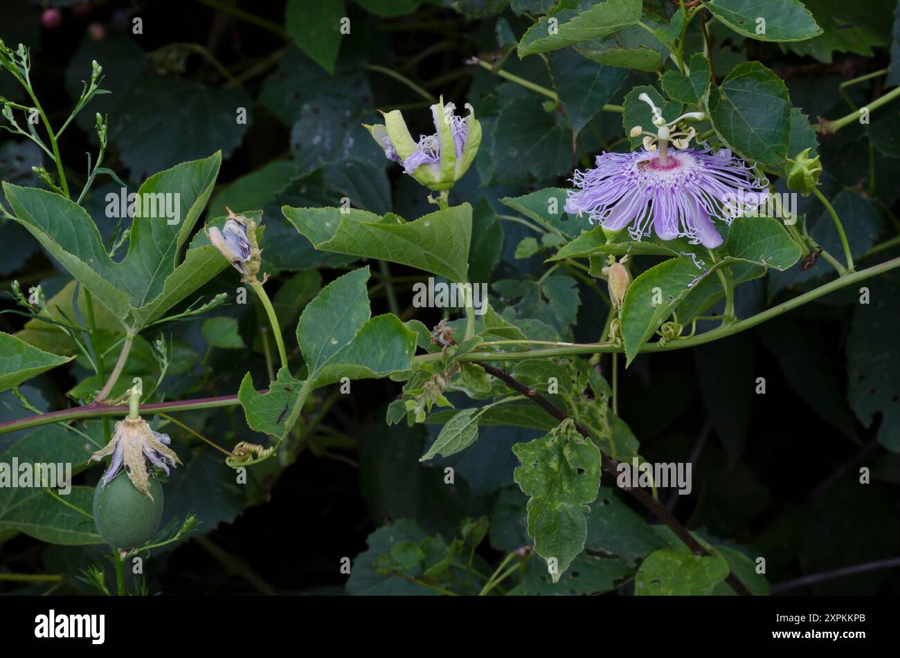 Wild passionflower hi-res stock photography and images - Alamy