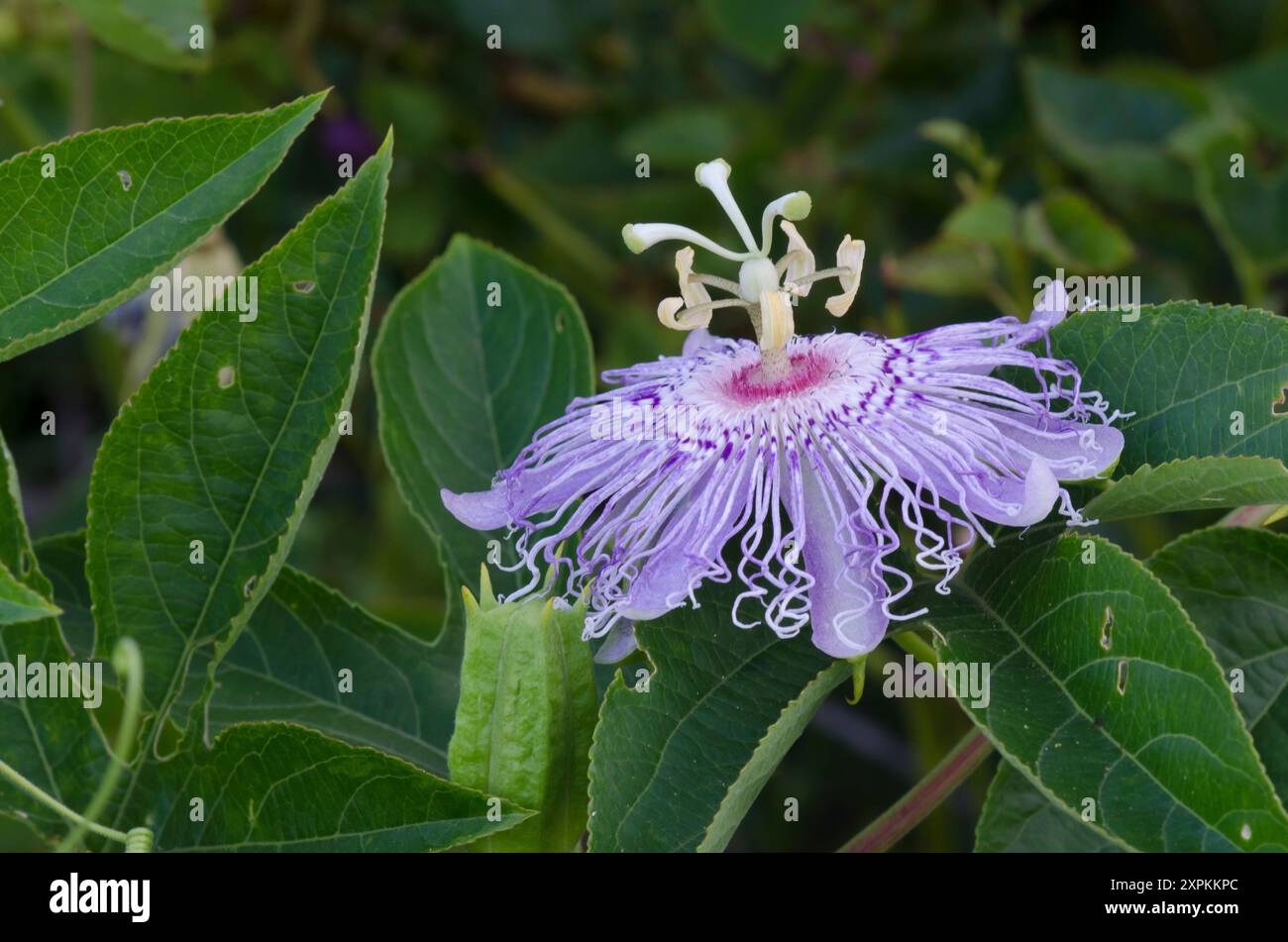 Passionflower bloom hi-res stock photography and images - Alamy