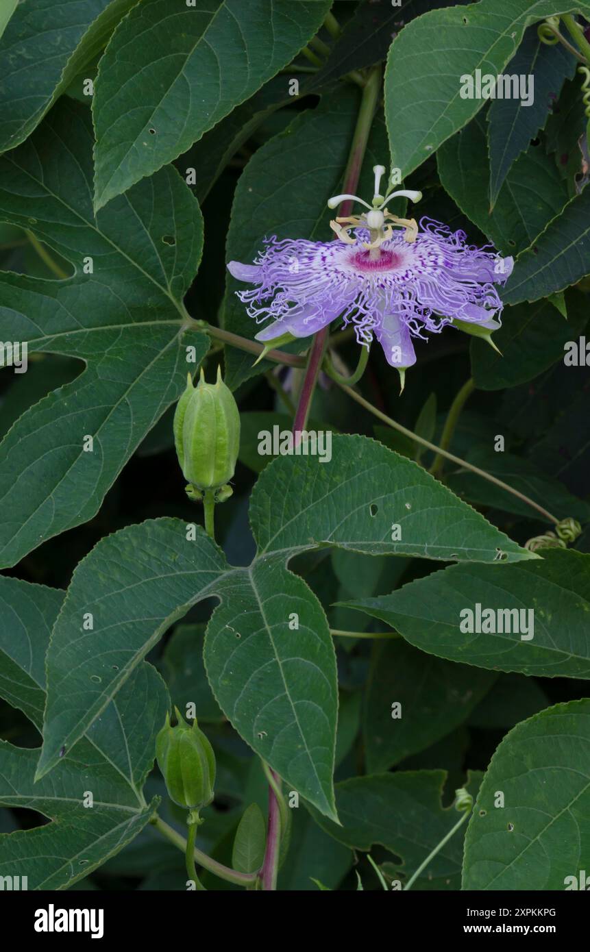 Wild passionflower hi-res stock photography and images - Alamy
