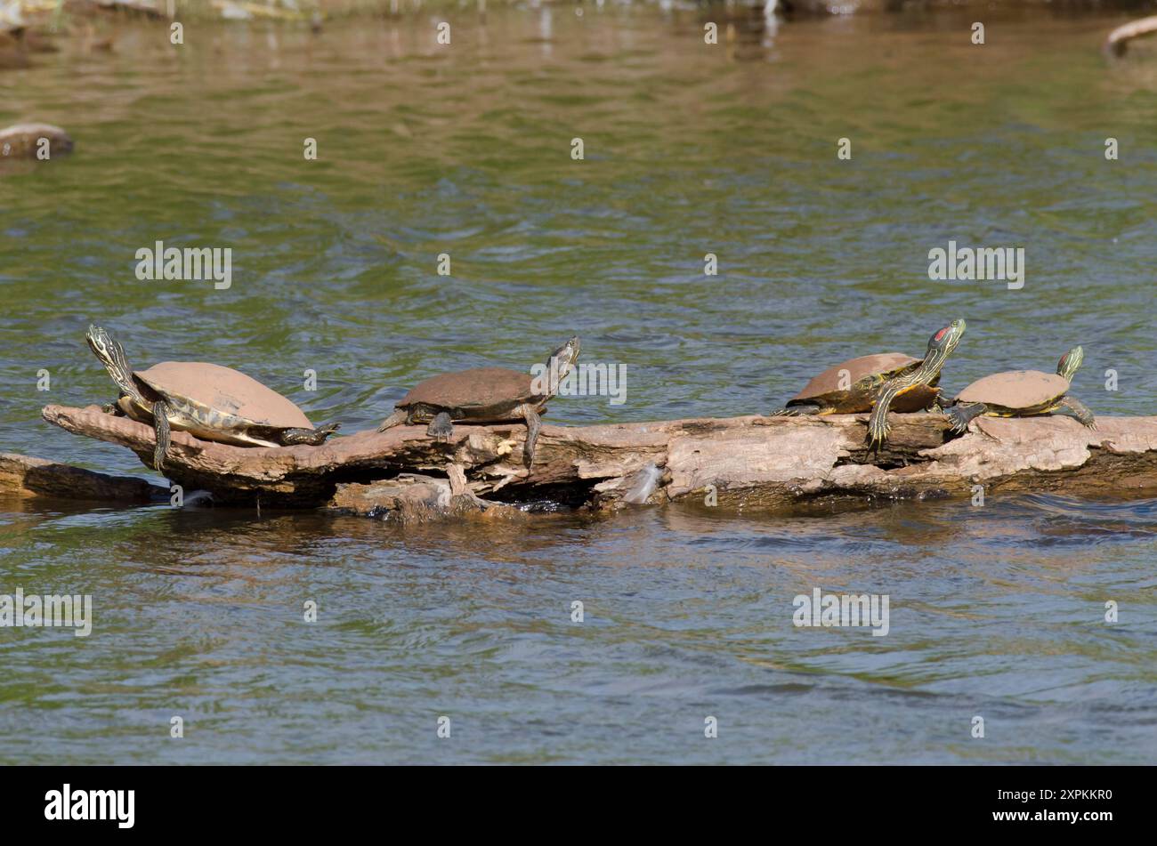 Eastern River Cooter, Pseudemys concinna concinna, and Red-eared ...