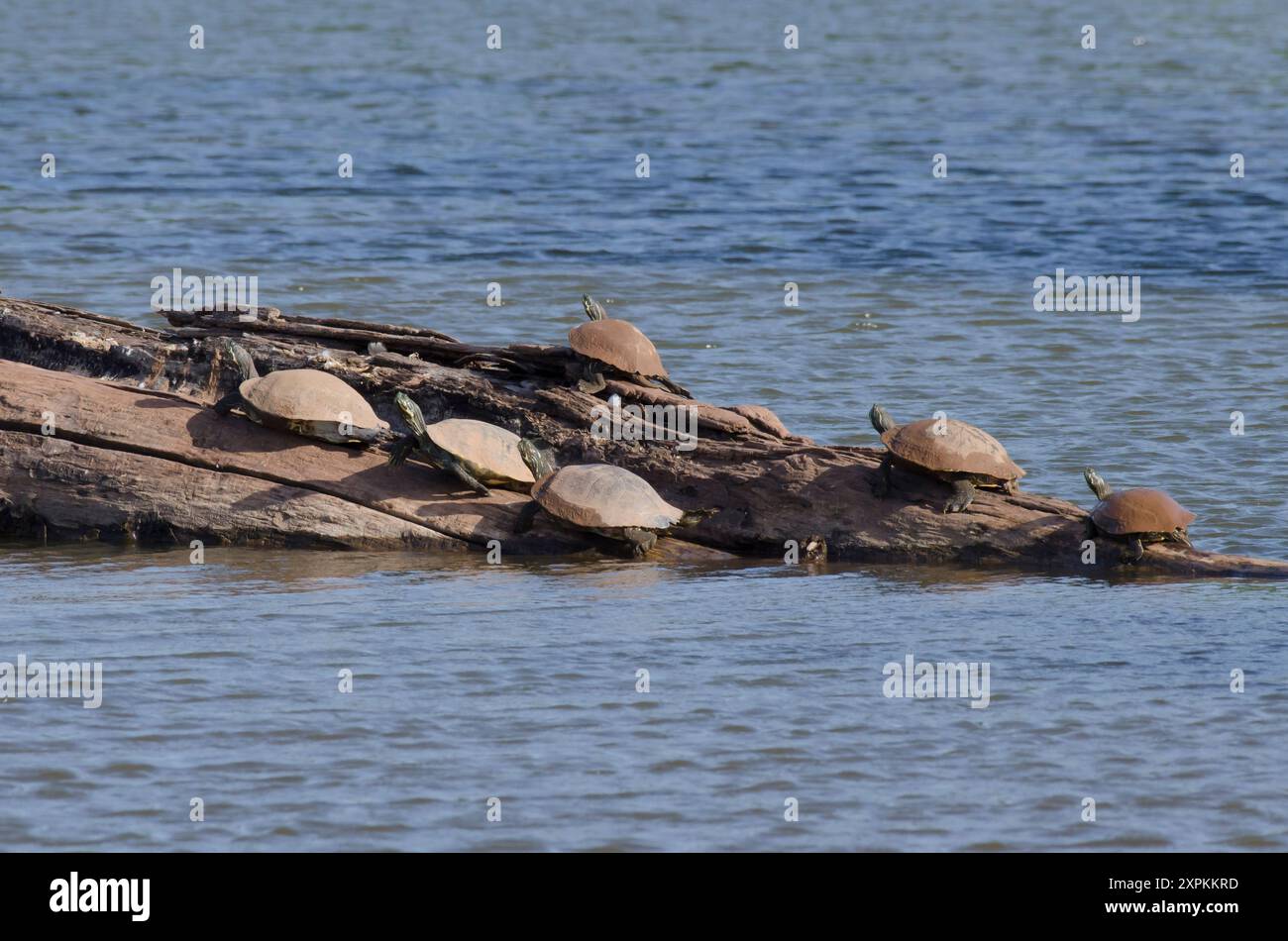 Eastern River Cooters, Pseudemys concinna concinna, basking on log ...