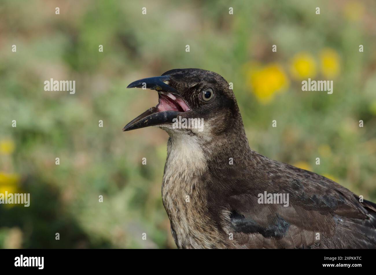 Grackle fledgling hi-res stock photography and images - Alamy
