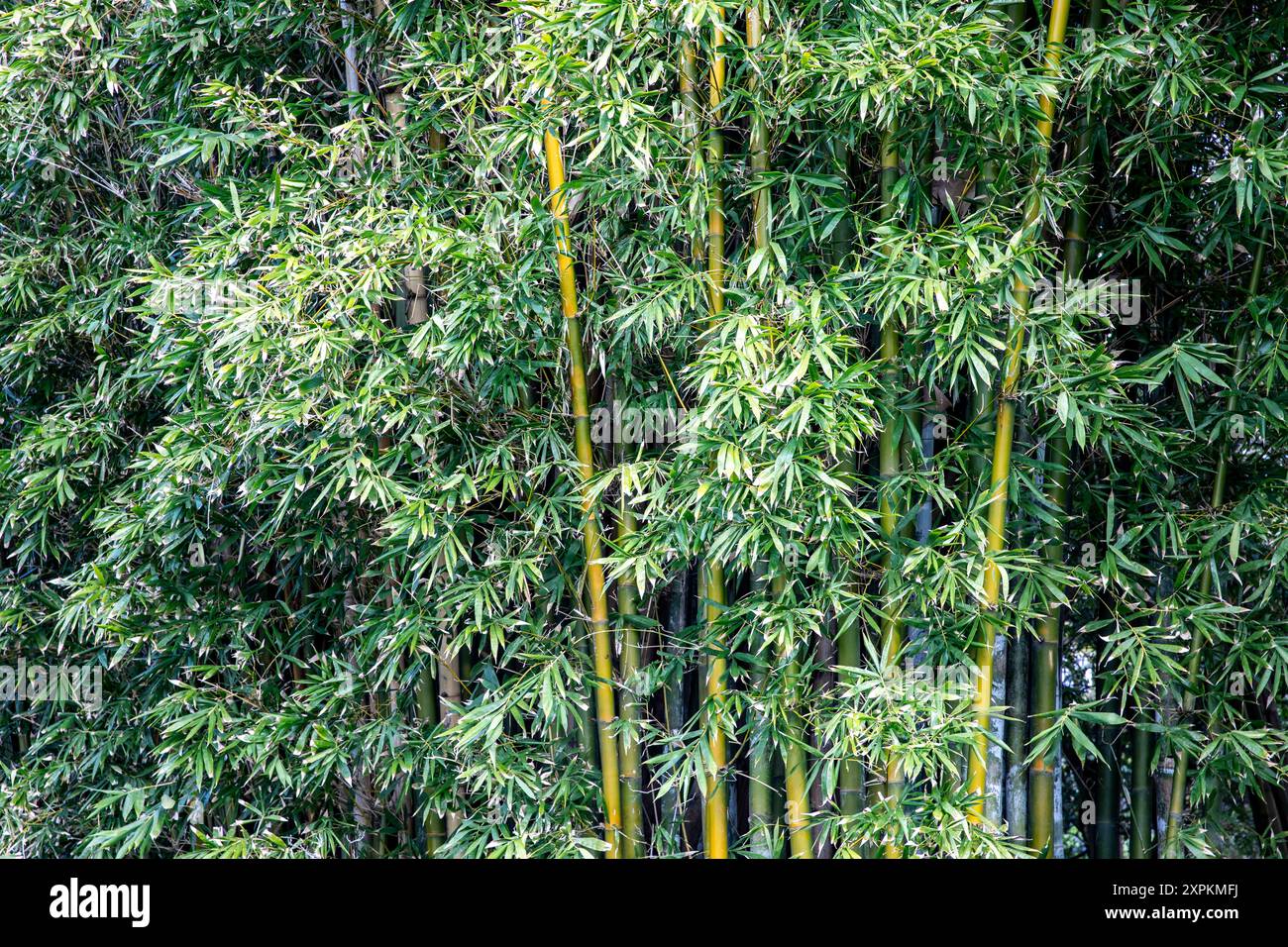 Royal Botanic Garden in Sydney city centre featuring a range of exotic ...