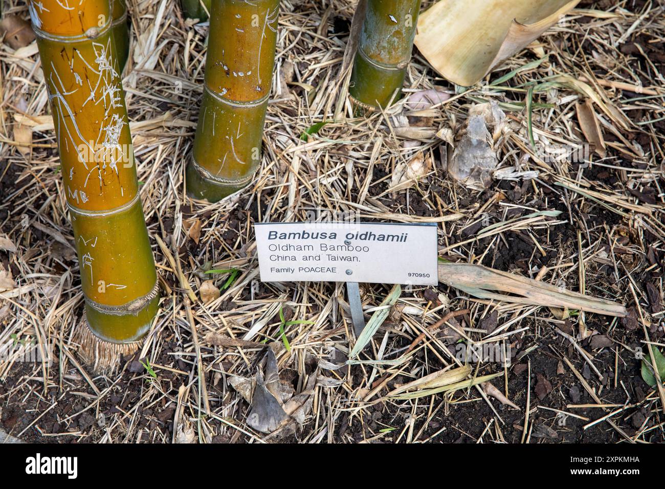 Royal Botanic Garden in Sydney city centre featuring a range of exotic ...