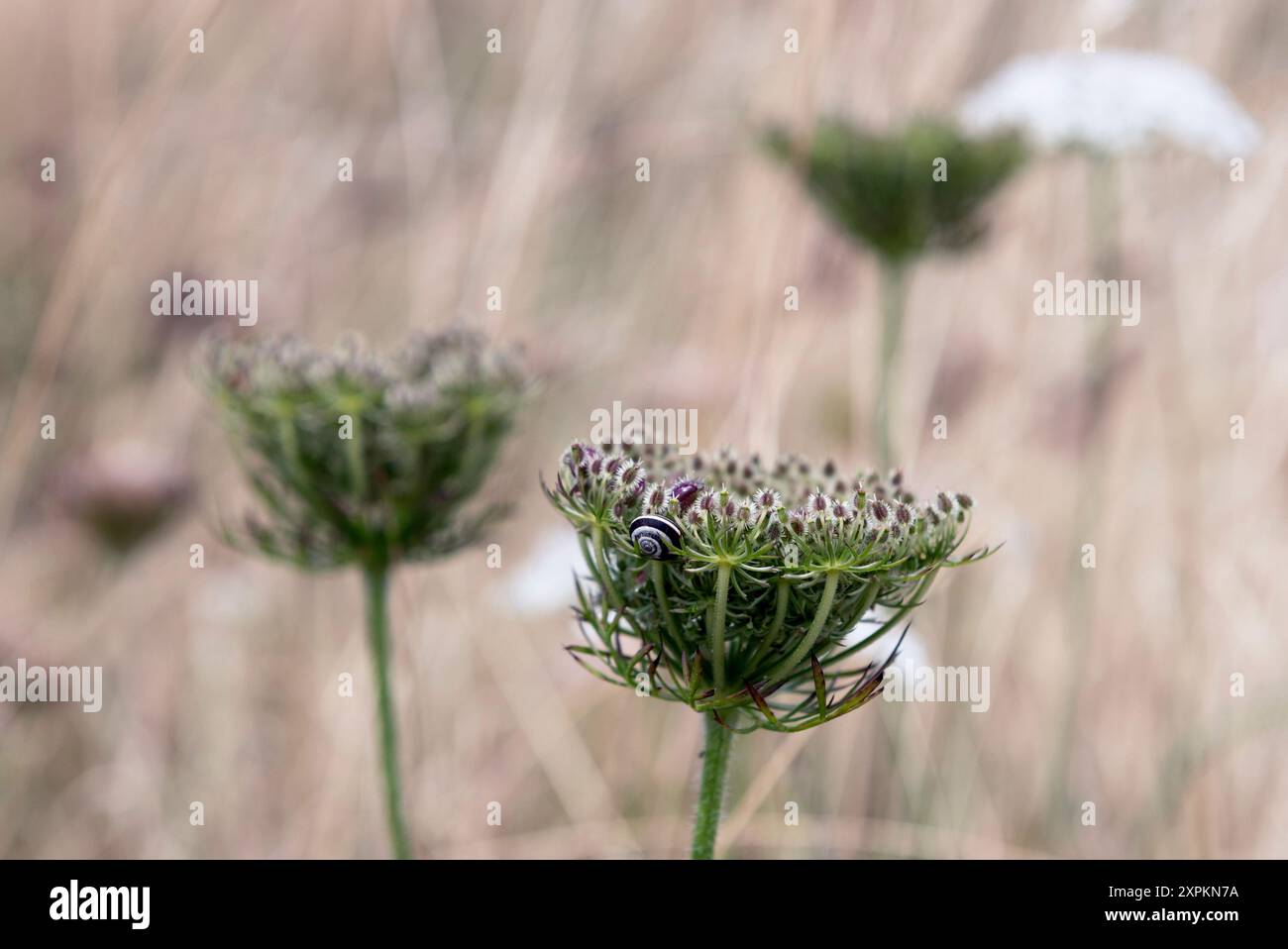 Snail shell on Queen Anne’s lace wildflower Stock Photo - Alamy