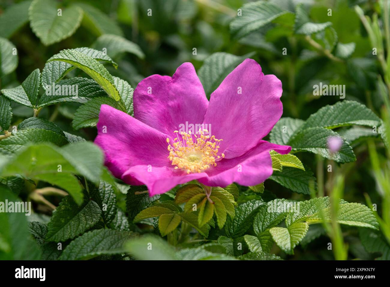 Rugosa rubra rose hi-res stock photography and images - Alamy