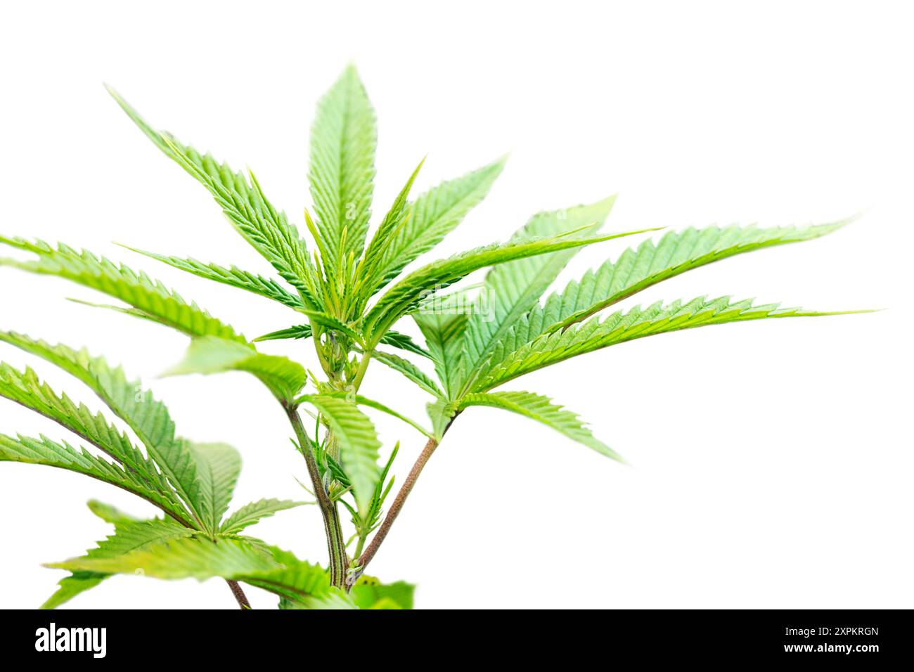 Marijuana agriculture Cut Out Stock Images & Pictures - Alamy