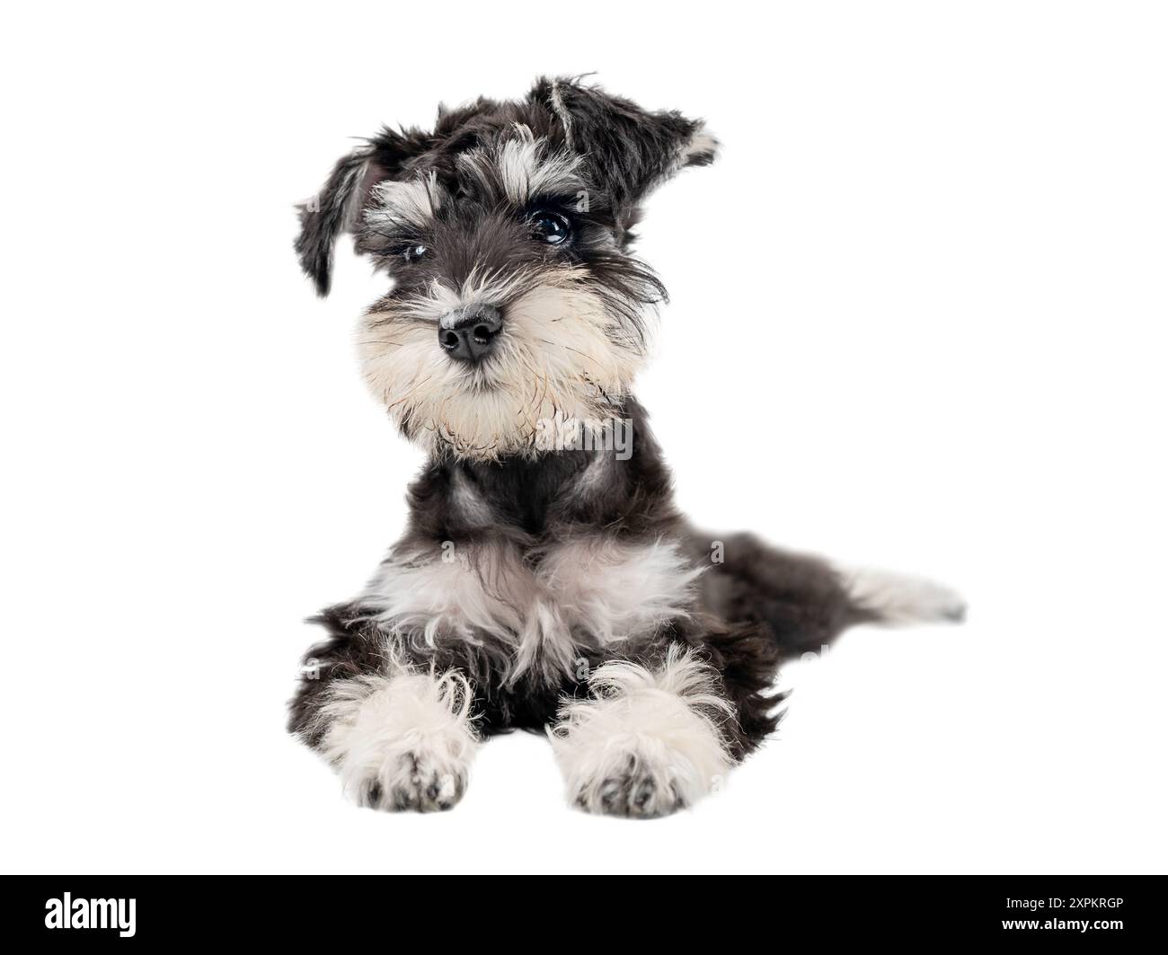 Miniature schnauzer puppy lies with paws outstretched isolated on white ...