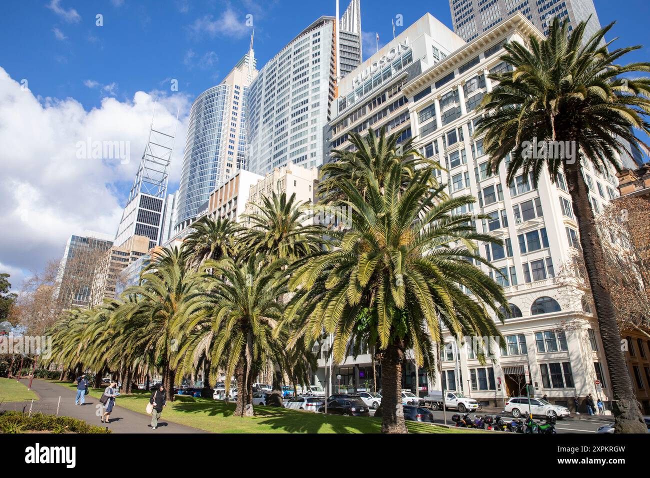 Sydney city centre, palm trees and office skyscrapers along Macquarie ...
