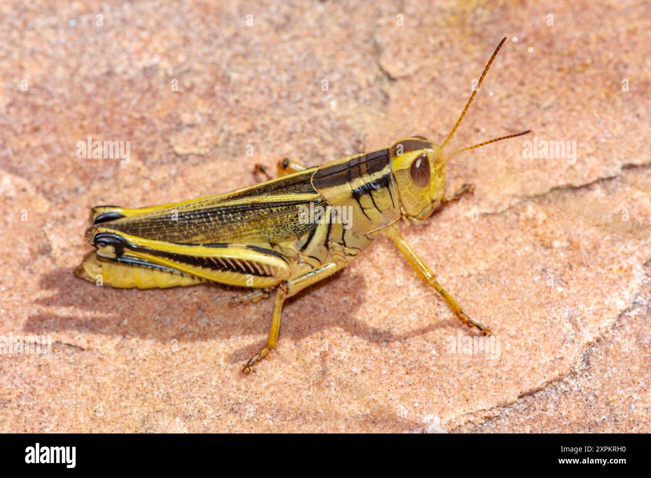 Two-striped Grasshopper (Melanoplus bivittatus), stands out against ...