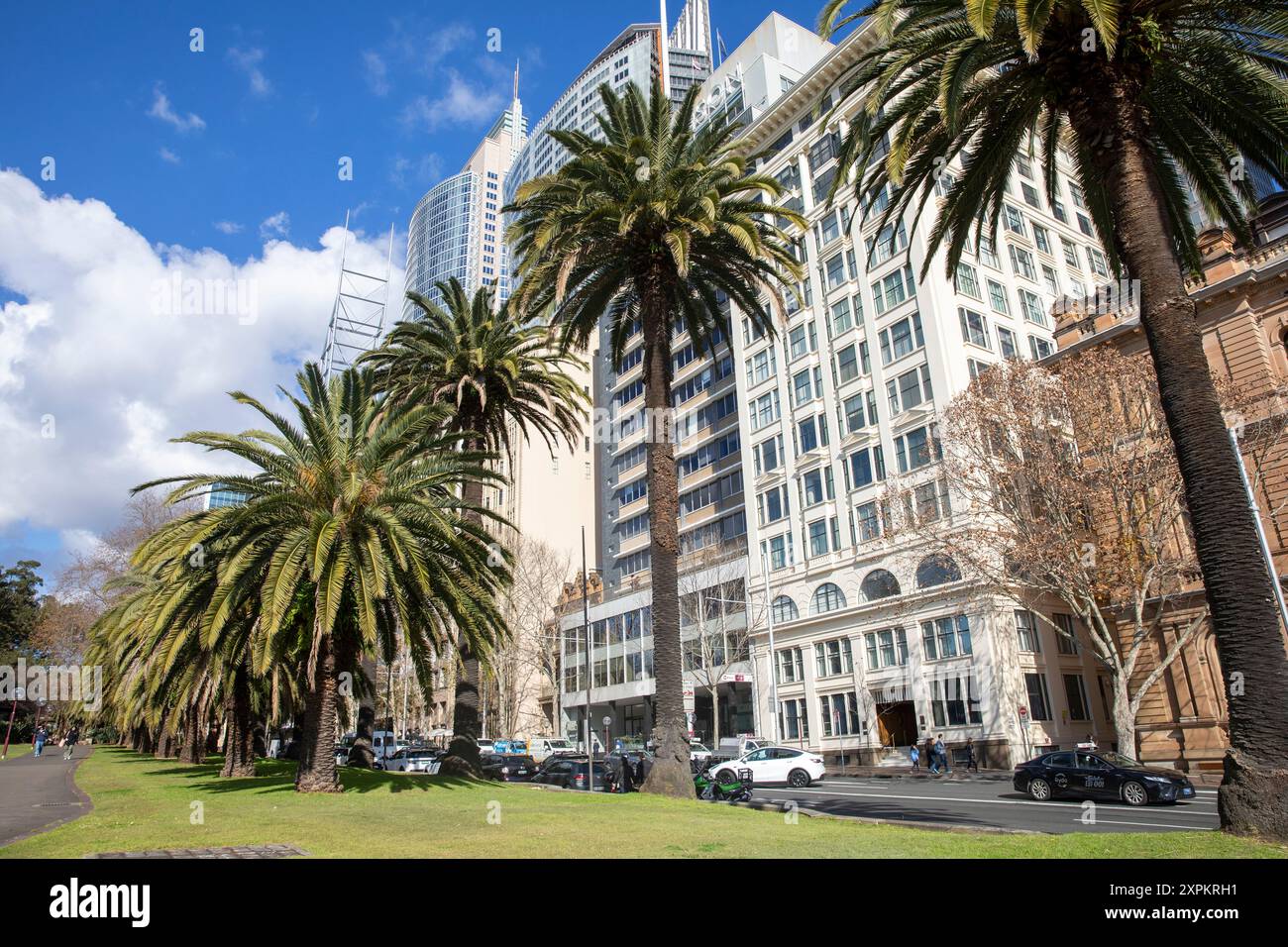 Sydney city centre, palm trees and office skyscrapers along Macquarie ...