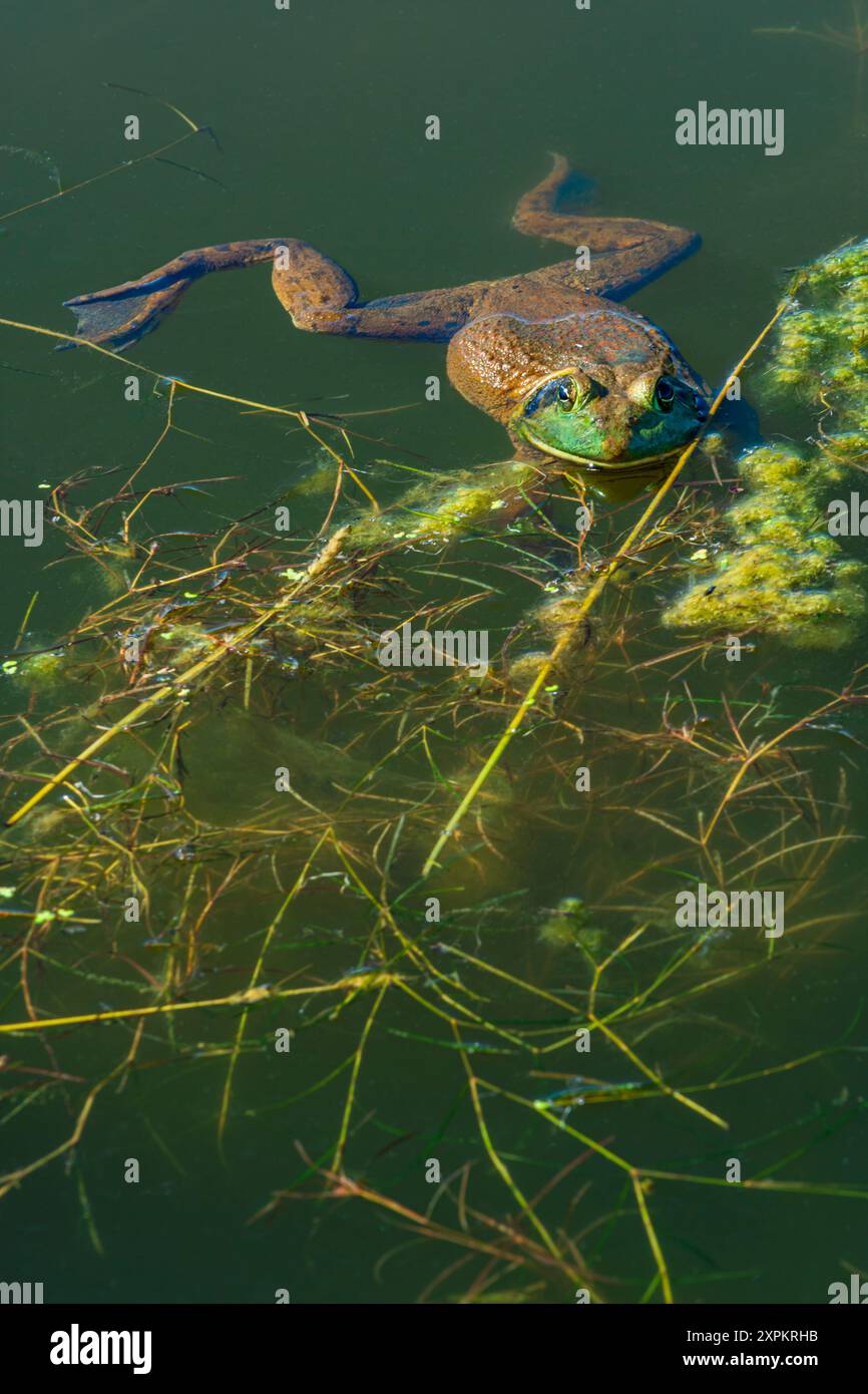 American Bull Frog (Lithobates catesbeianus) floating in aquatic ...