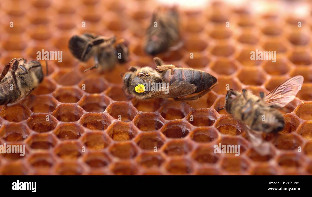 A dead queen bee on a honeycomb Stock Photo - Alamy