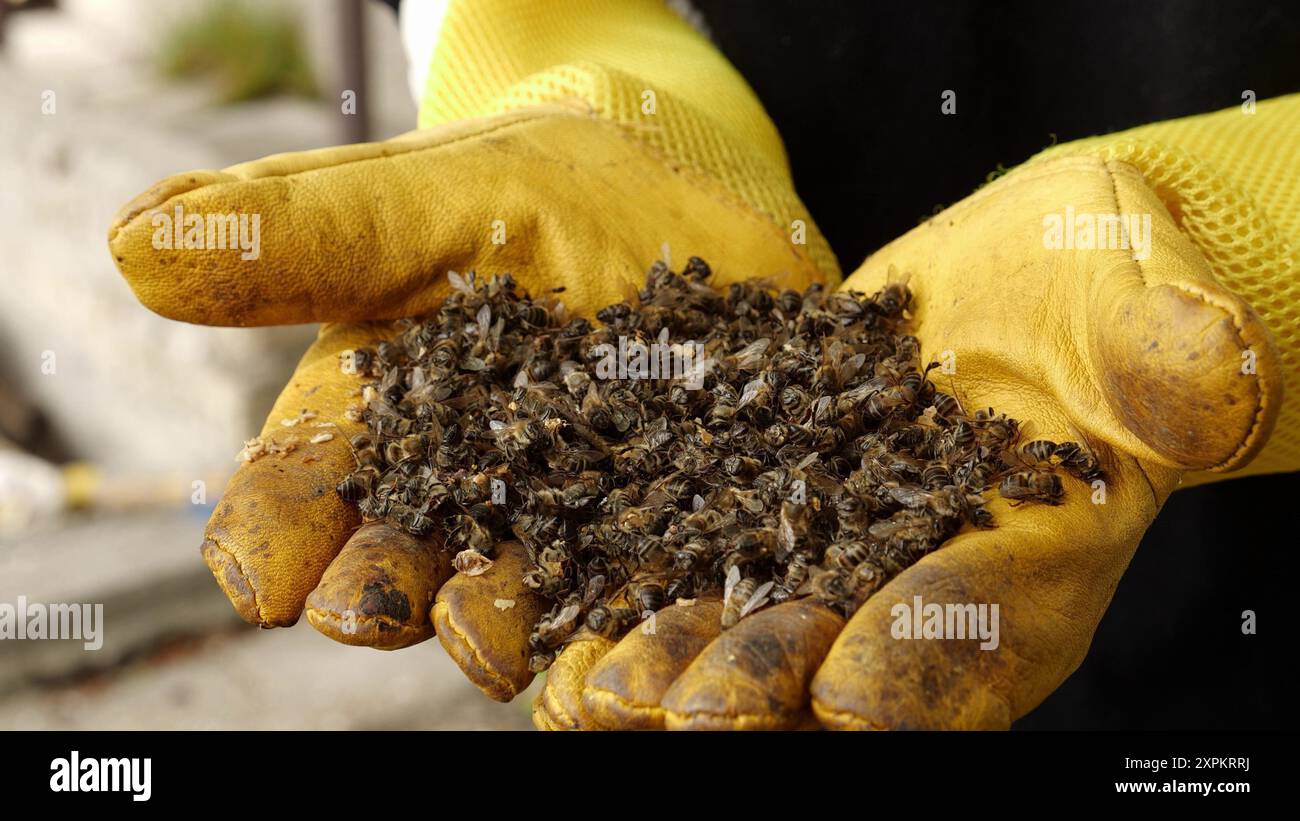 Colony Collapse Disorder. Beekeeper holding a dead bees. Pesticides ...