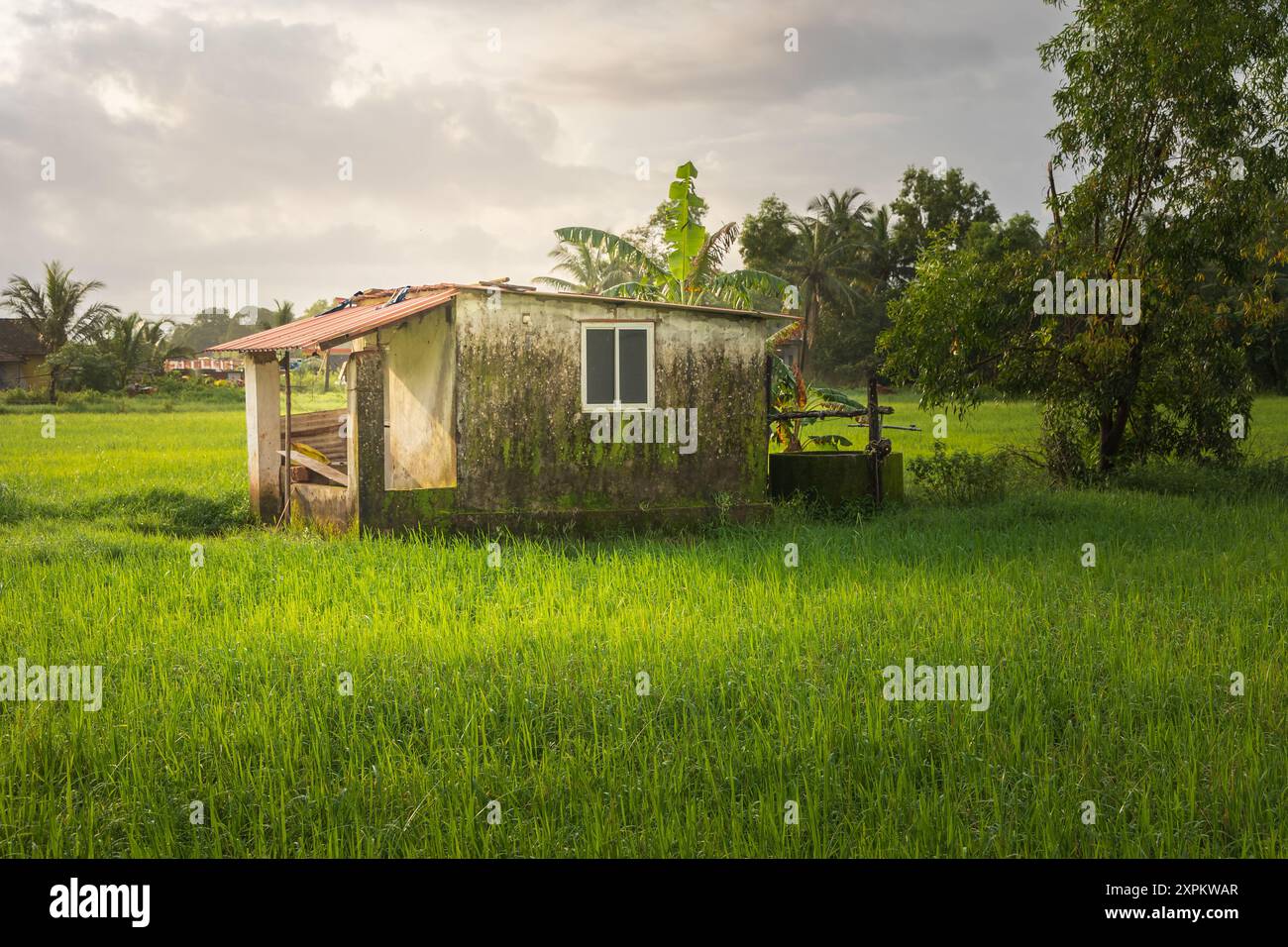 Monsoon india farm hi-res stock photography and images - Alamy
