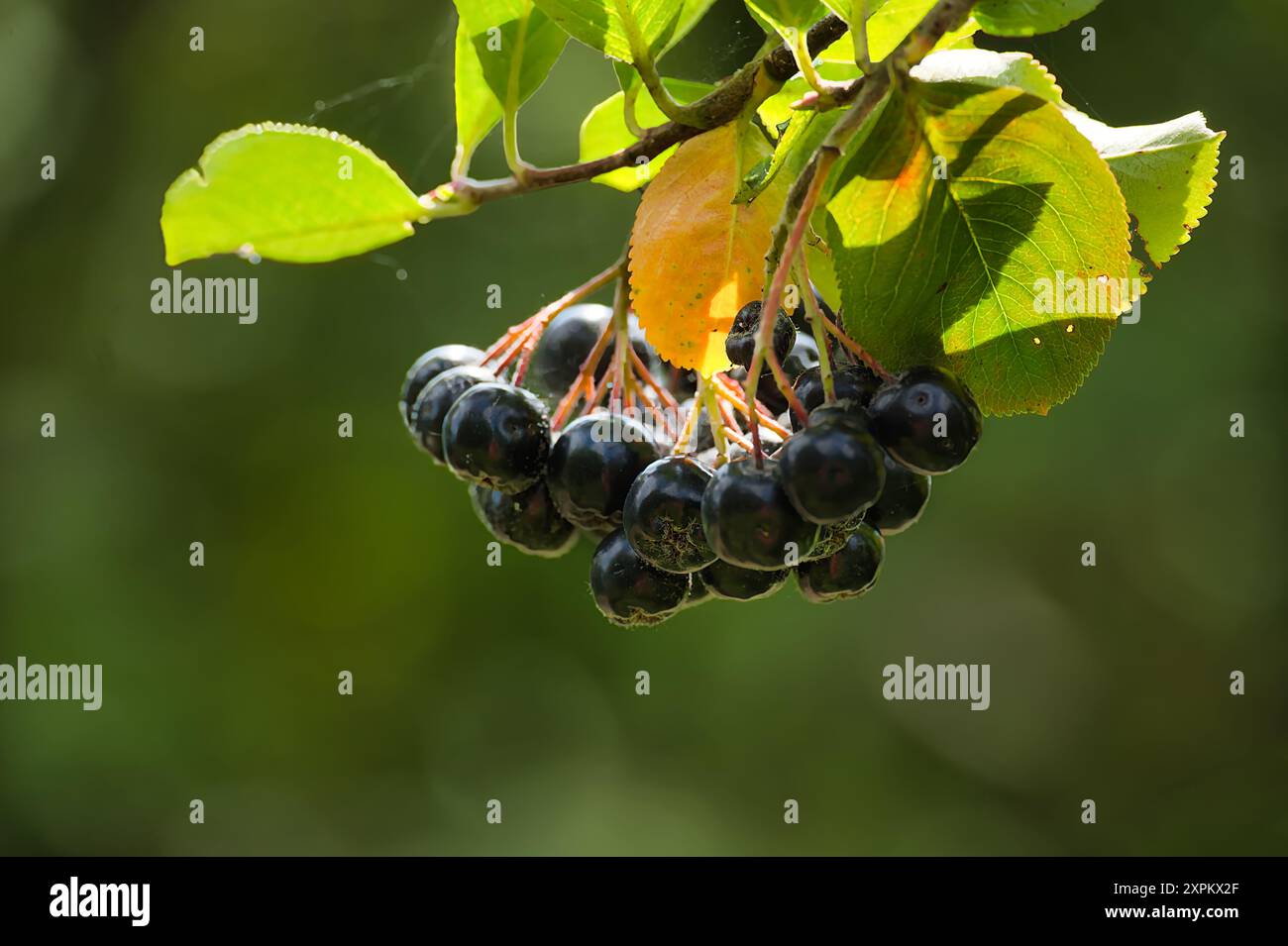 Close-up image of ripe Aronia melanocarpa (black chokeberry) berries hanging from a branch ...