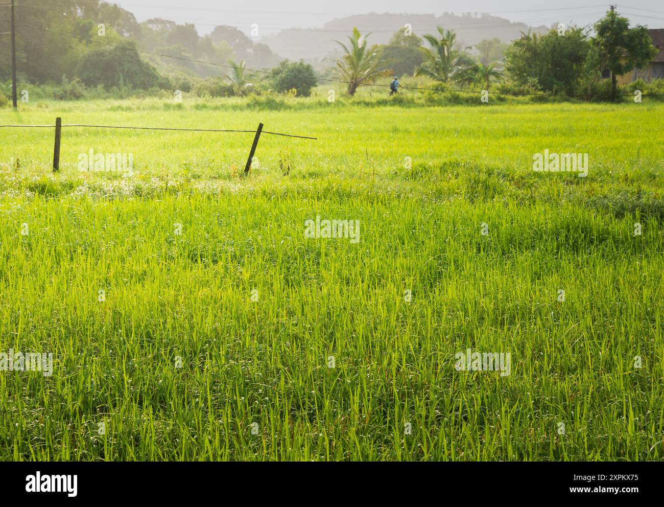 Monsoon india farm hi-res stock photography and images - Alamy