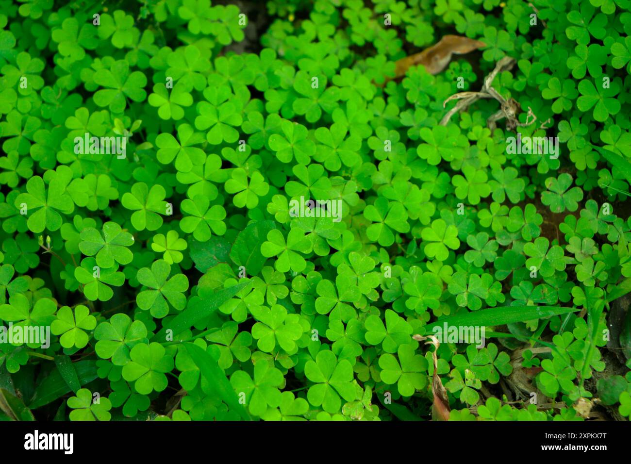 Four leaf clover on green shamrock background Stock Photo - Alamy