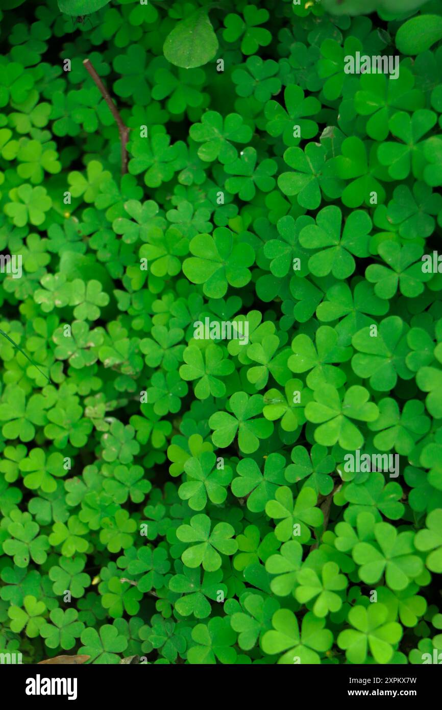 Four leaf clover on green shamrock background Stock Photo - Alamy