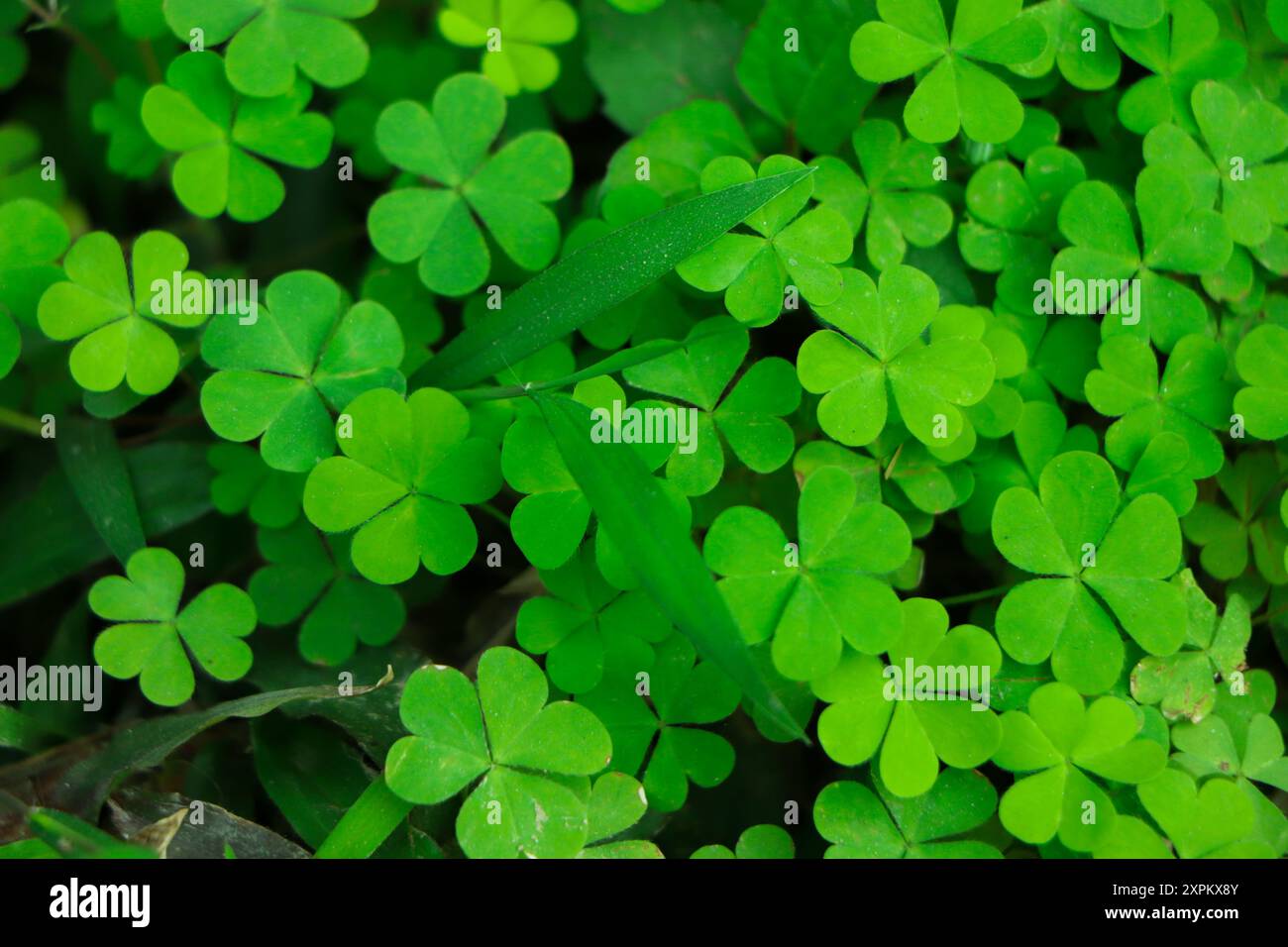 Four leaf clover on green shamrock background Stock Photo - Alamy