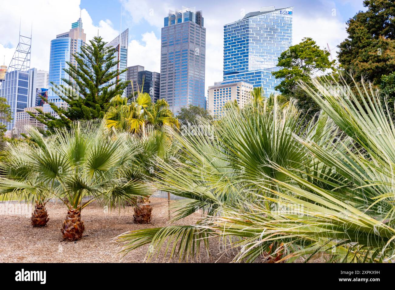 Royal Botanic Garden in Sydney with short group of play trees and ...